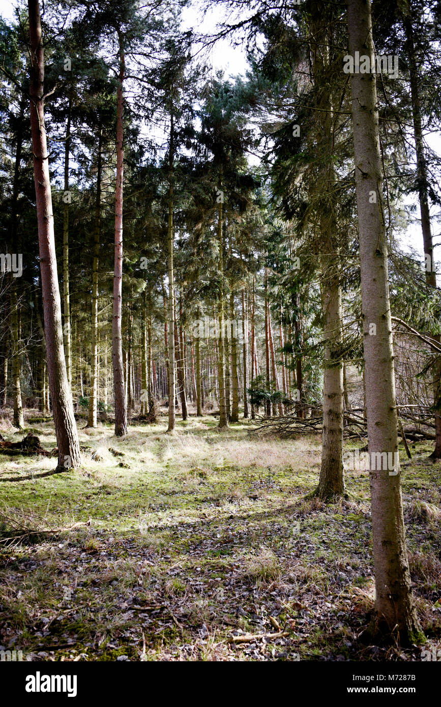 Planted Pine trees. Natural Woodland Environment. Bernwood Forest. UK ...