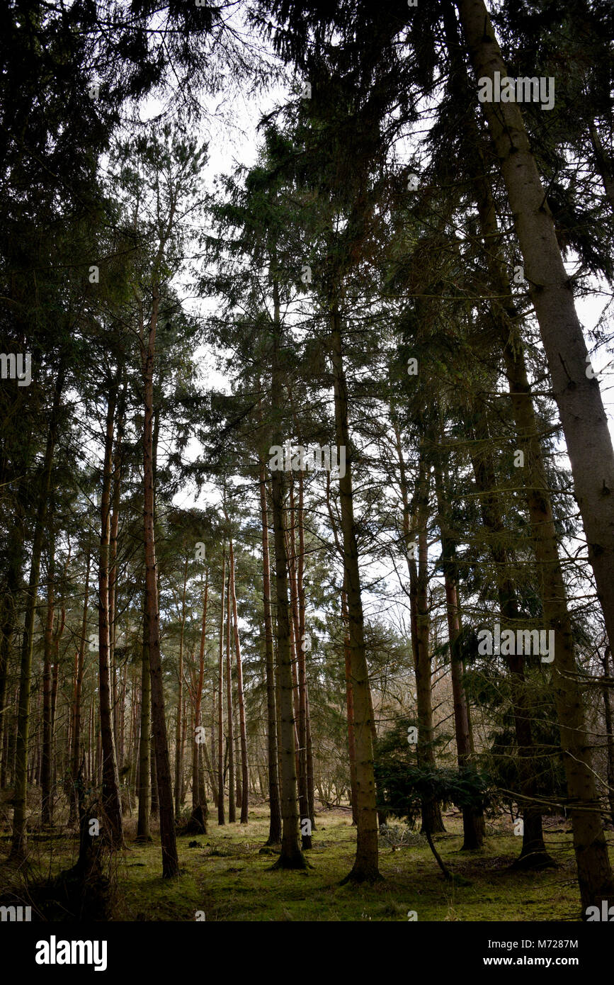 Planted Pine trees. Natural Woodland Environment. Bernwood Forest. UK ...