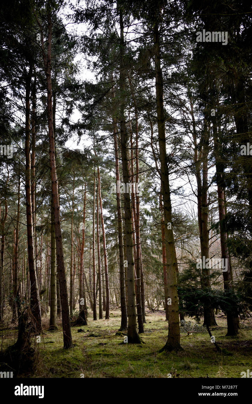 Planted Pine trees. Natural Woodland Environment. Bernwood Forest. UK ...