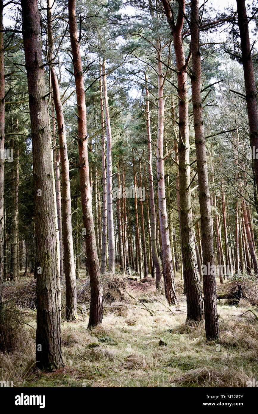 Planted Pine trees. Natural Woodland Environment. Bernwood Forest. UK ...