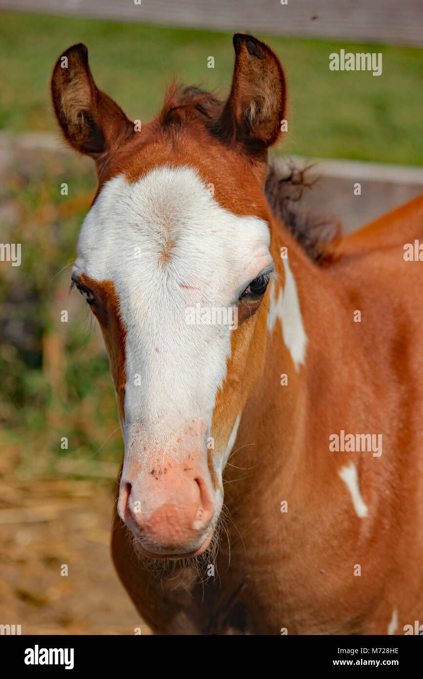 Horses on a Nebraska farm Stock Photo - Alamy
