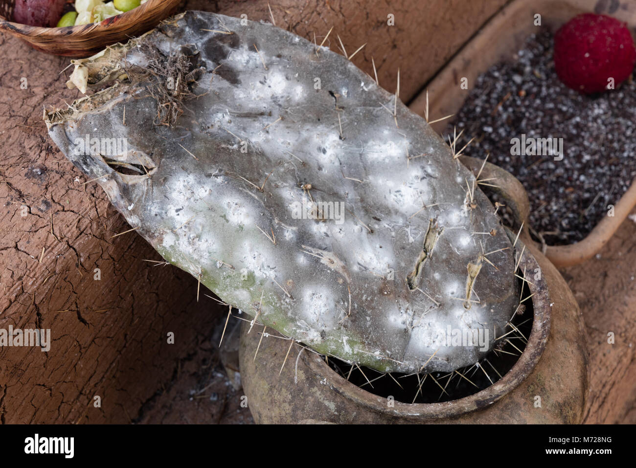 Cottony Cushion Scale, a parasite of cactus utilized as natural dye ...