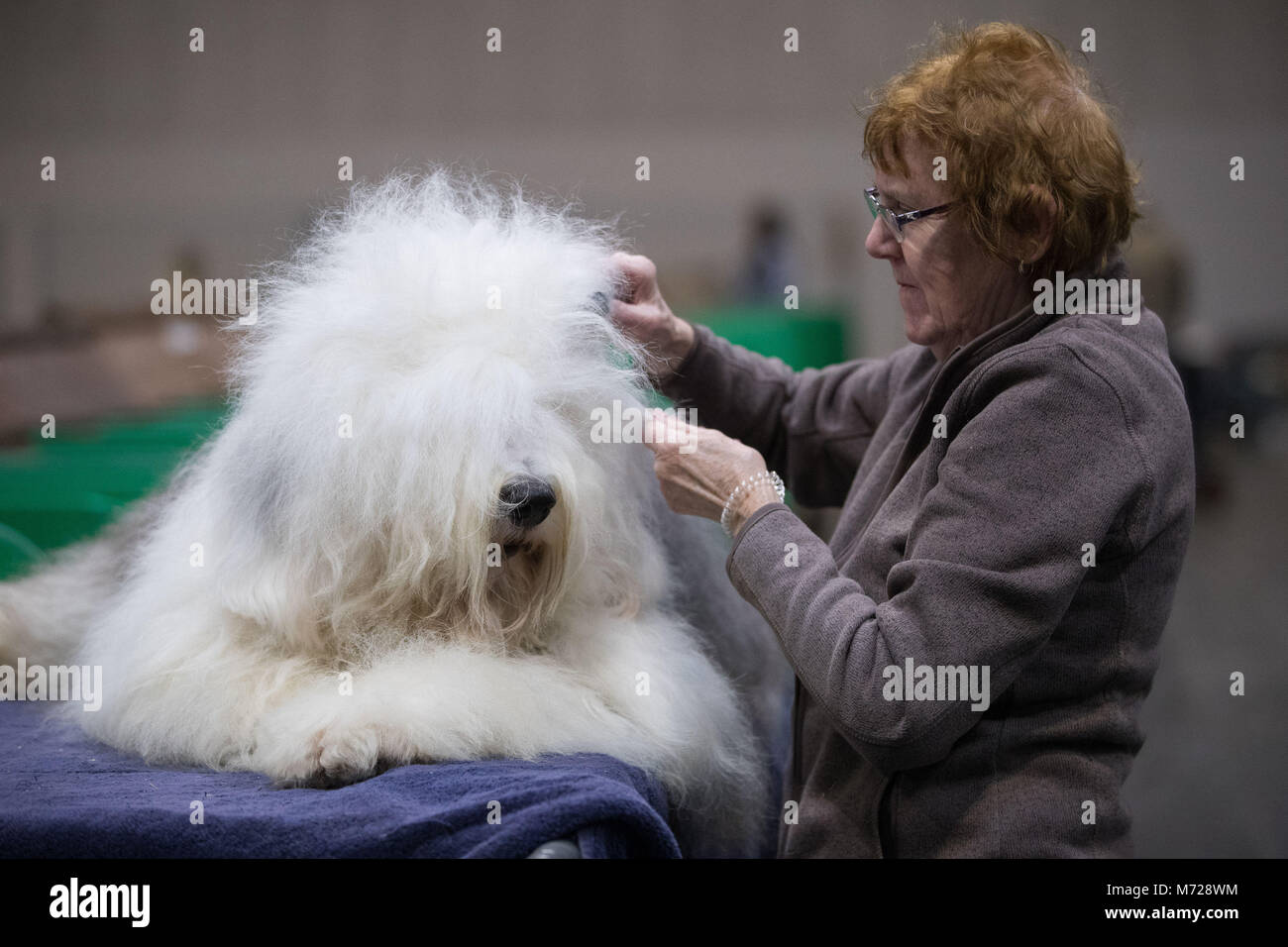 Merlin an Old English Sheep dog is groomed by his owner, during the ...