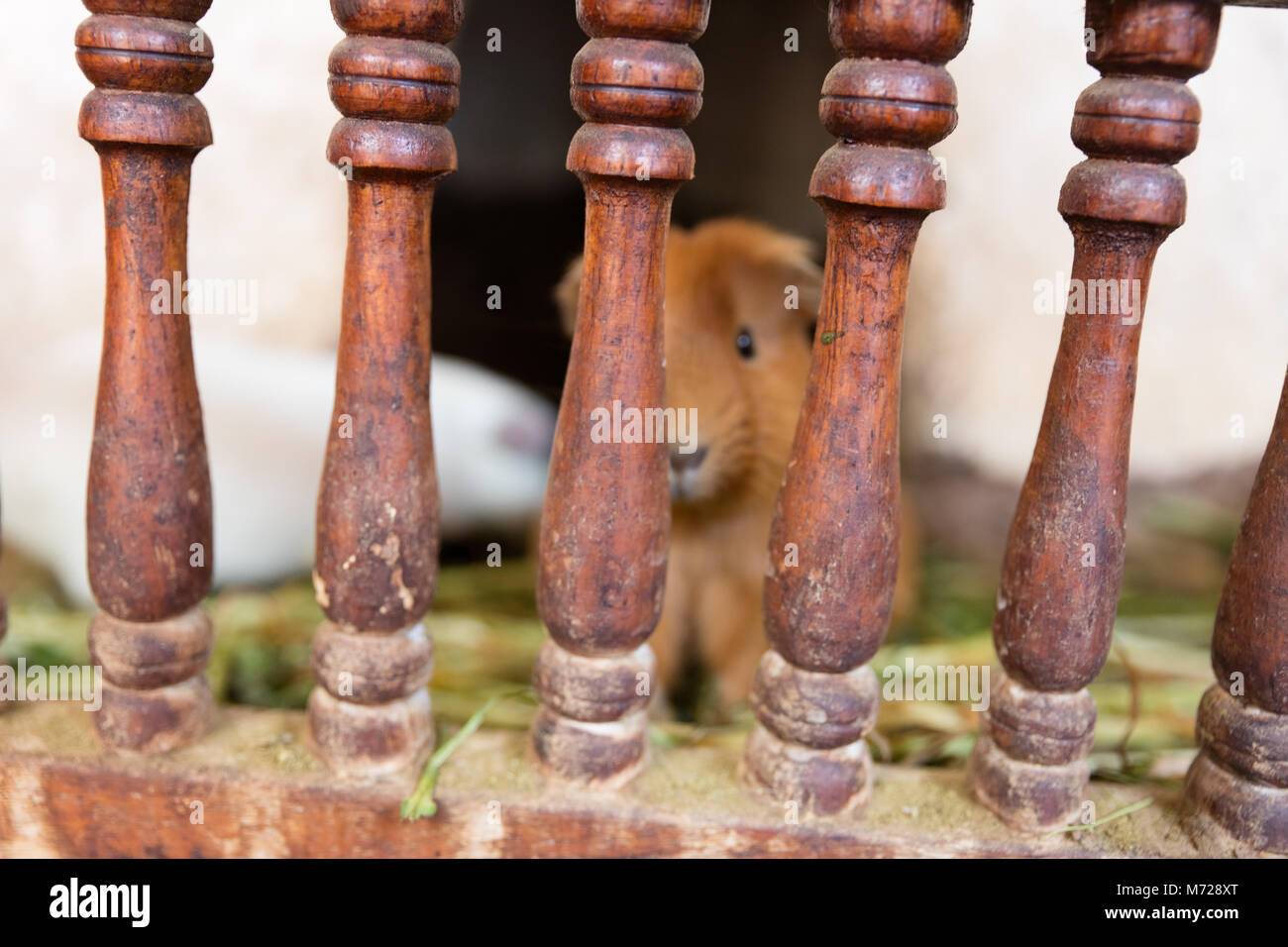 Guinea Pig bred to cook it (Cuy) in Peru Stock Photo - Alamy
