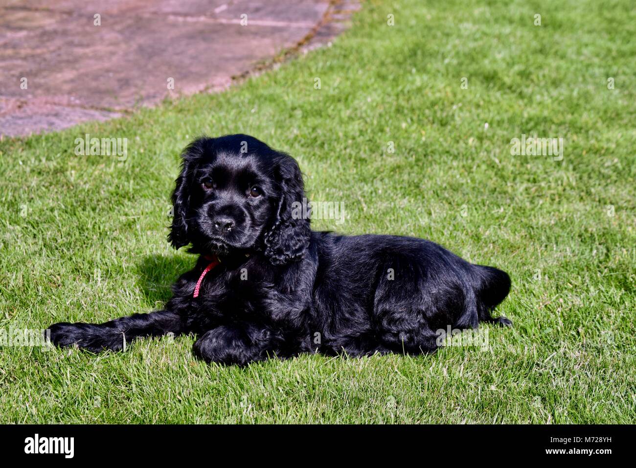 Black Cocker Spaniel Puppy sunbathing Stock Photo - Alamy