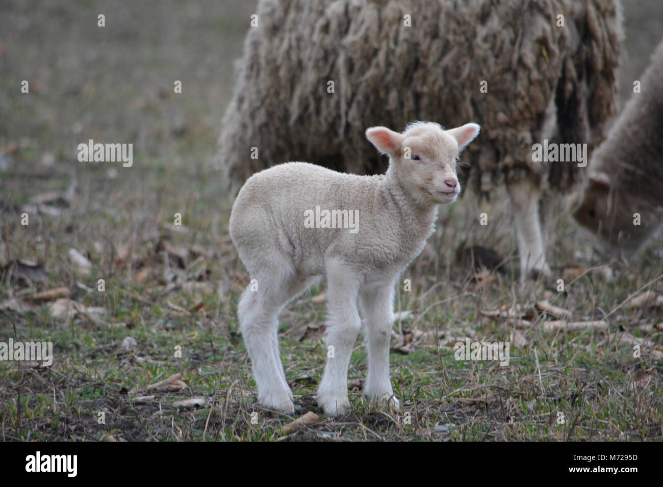Mary had a little lamb hi-res stock photography and images - Alamy