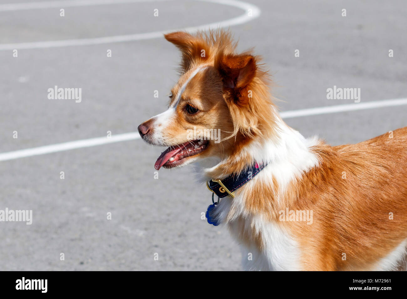 Red nose dog hi-res stock photography and images - Alamy