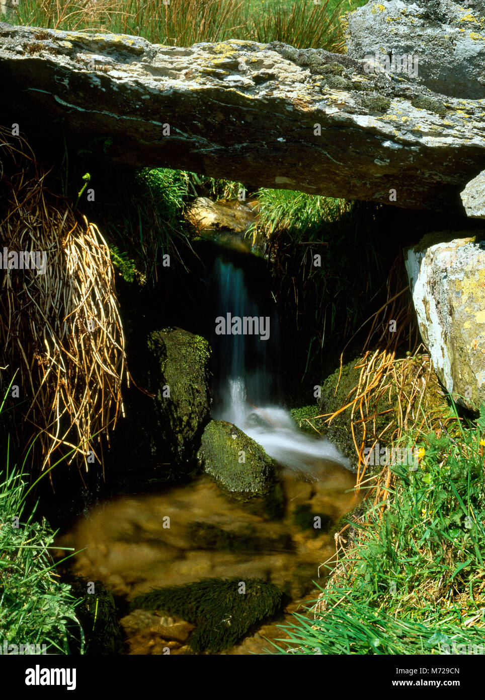 View NW of a spring passing underneath a drystone field wall beside ...