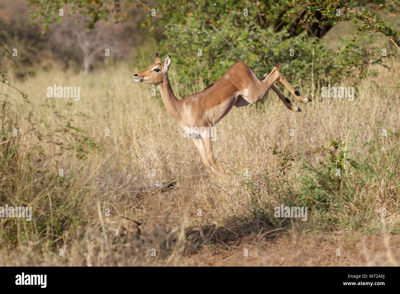 Group female impalas kruger hi-res stock photography and images - Alamy