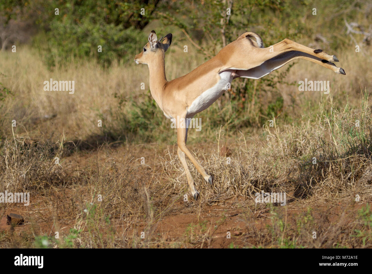 a dancing impala in the Kruger National Park South Africa Stock Photo ...
