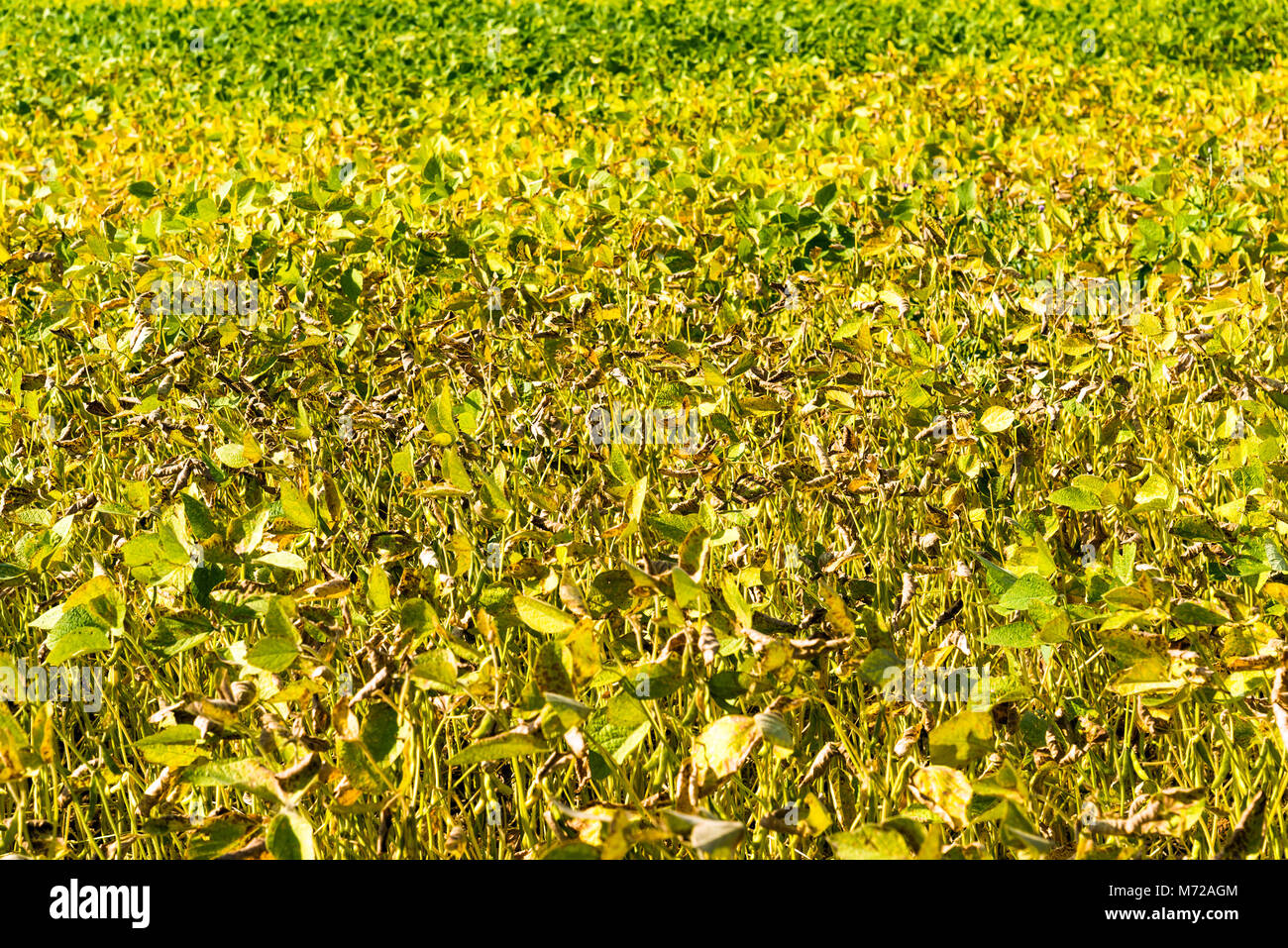 yellow ripening beans in close-up field Stock Photo - Alamy