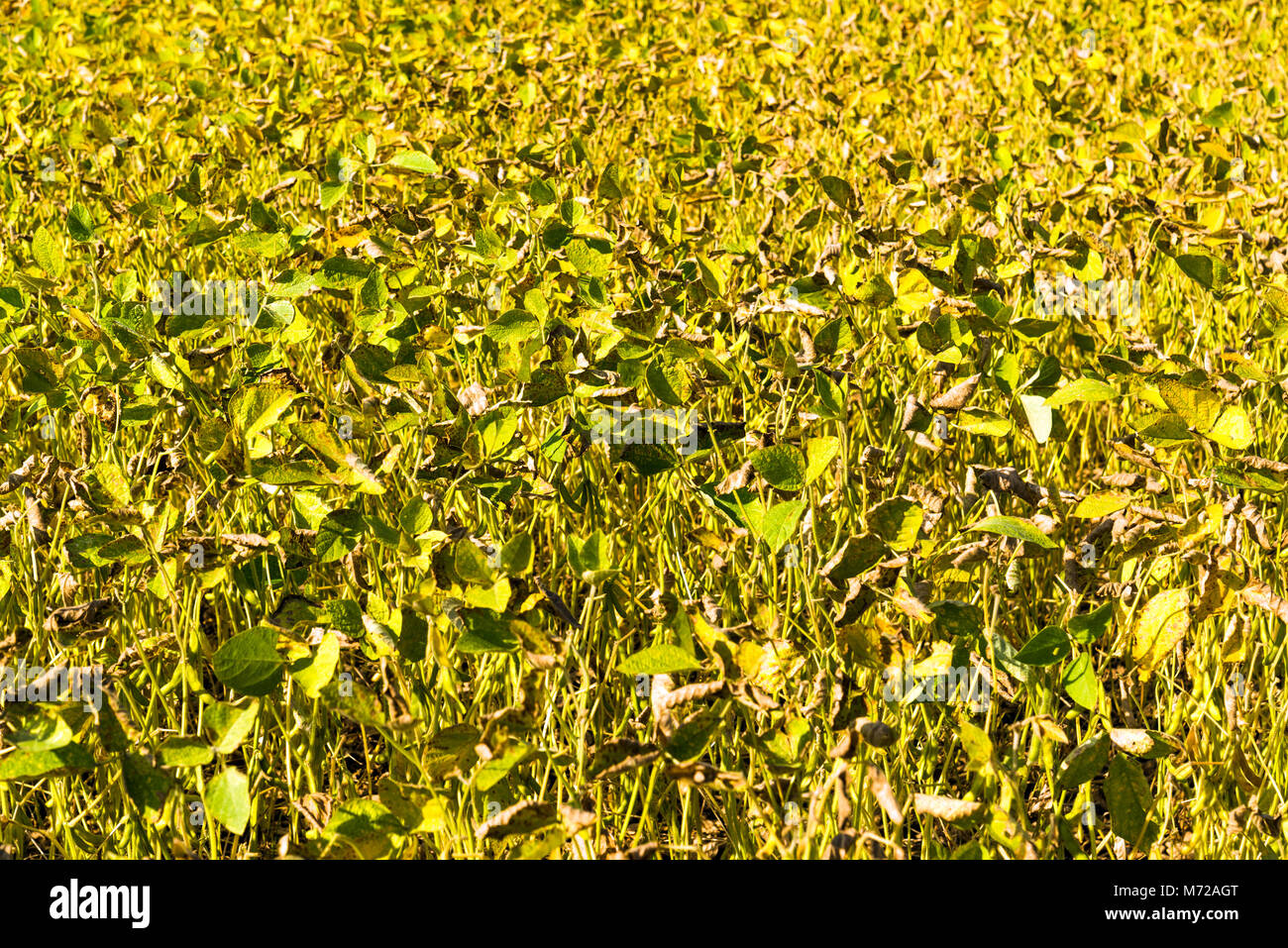 yellow ripening beans in close-up field Stock Photo - Alamy