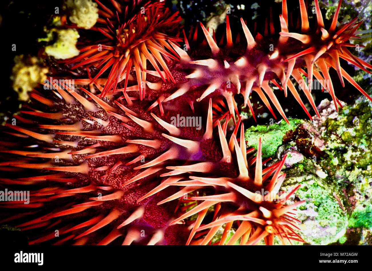 A close-up picture of some of the arms of a crown-of-thorns starfish ...