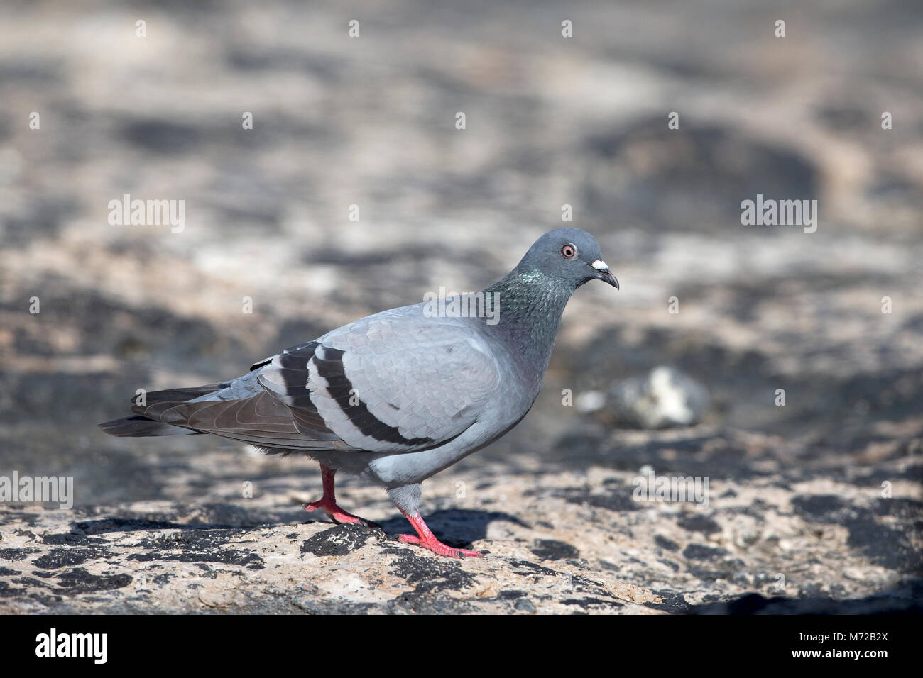 Rock Dove (Columba livia Stock Photo - Alamy