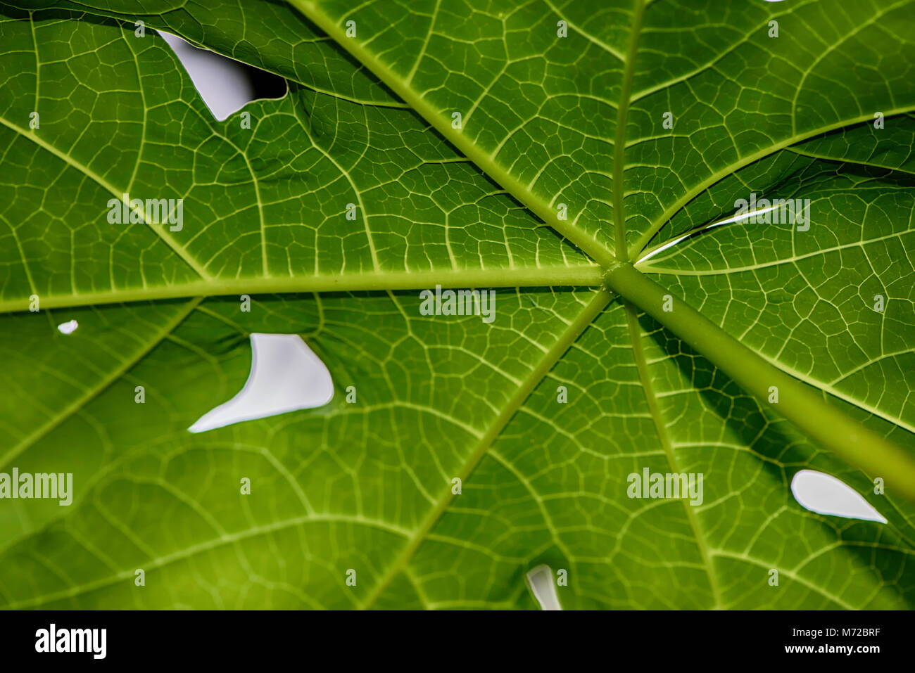 Back side of a Green Leaf Stock Photo - Alamy