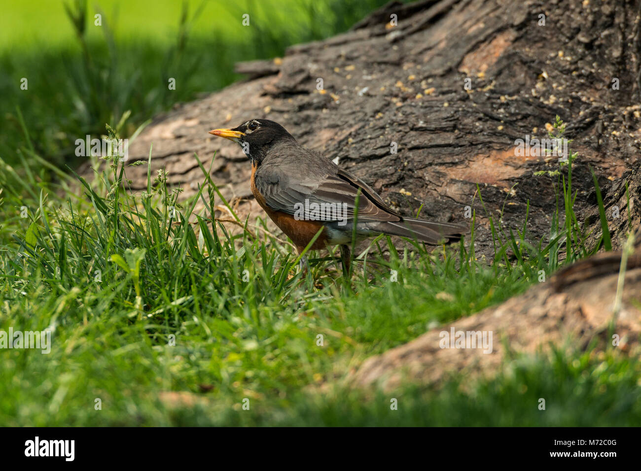 Robin hunt hi-res stock photography and images - Alamy