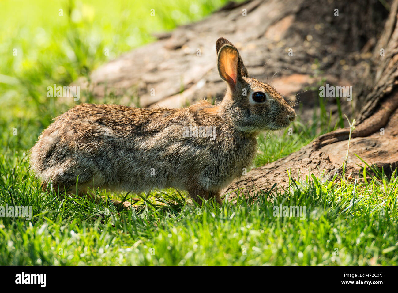 Eastern Cottontail Rabbit Stock Photo - Alamy