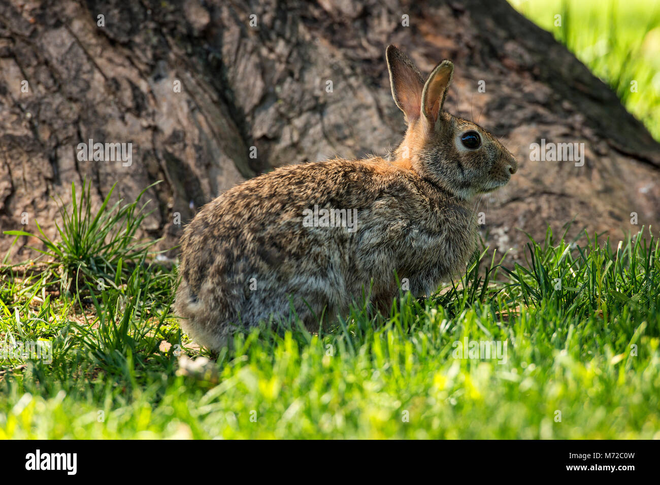 Eastern Cottontail Rabbit Stock Photo - Alamy