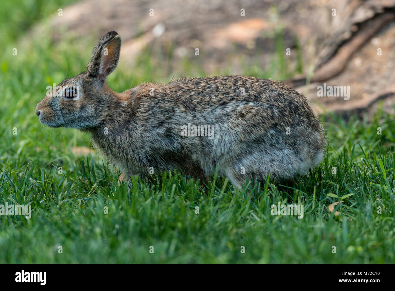 Eastern Cottontail Rabbit Stock Photo - Alamy