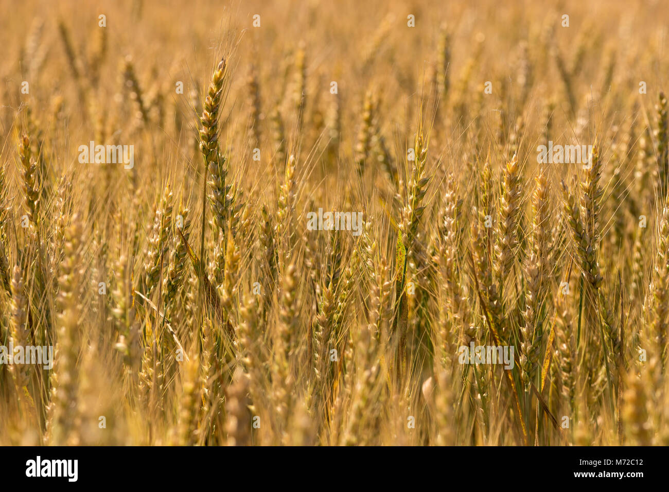 Domestic wheat hi-res stock photography and images - Alamy