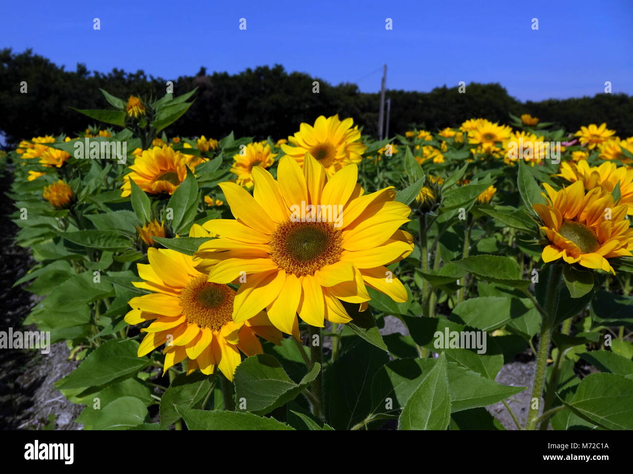 Beautiful radiant sunflowers illuminated by the afternoon sun Stock ...