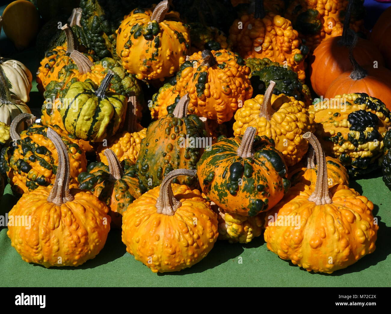 Warty squash hi-res stock photography and images - Alamy