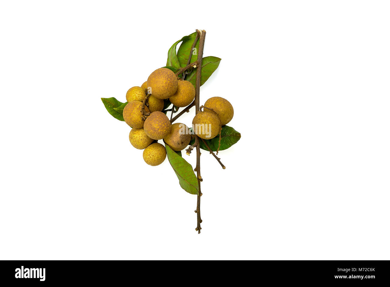 Fresh logan fruit isolated on white background Stock Photo - Alamy