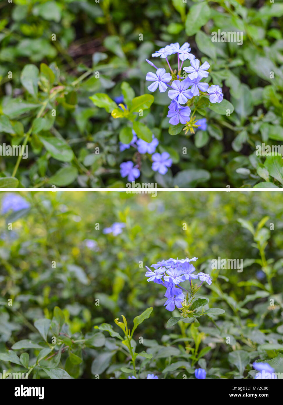 Abstract background of violet flowers Stock Photo - Alamy