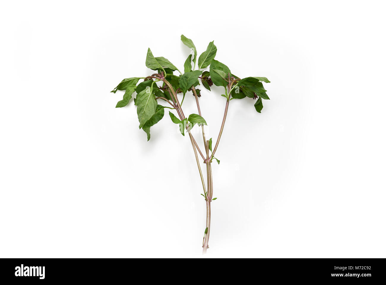 Fresh Thai basil isolated on white background Stock Photo - Alamy