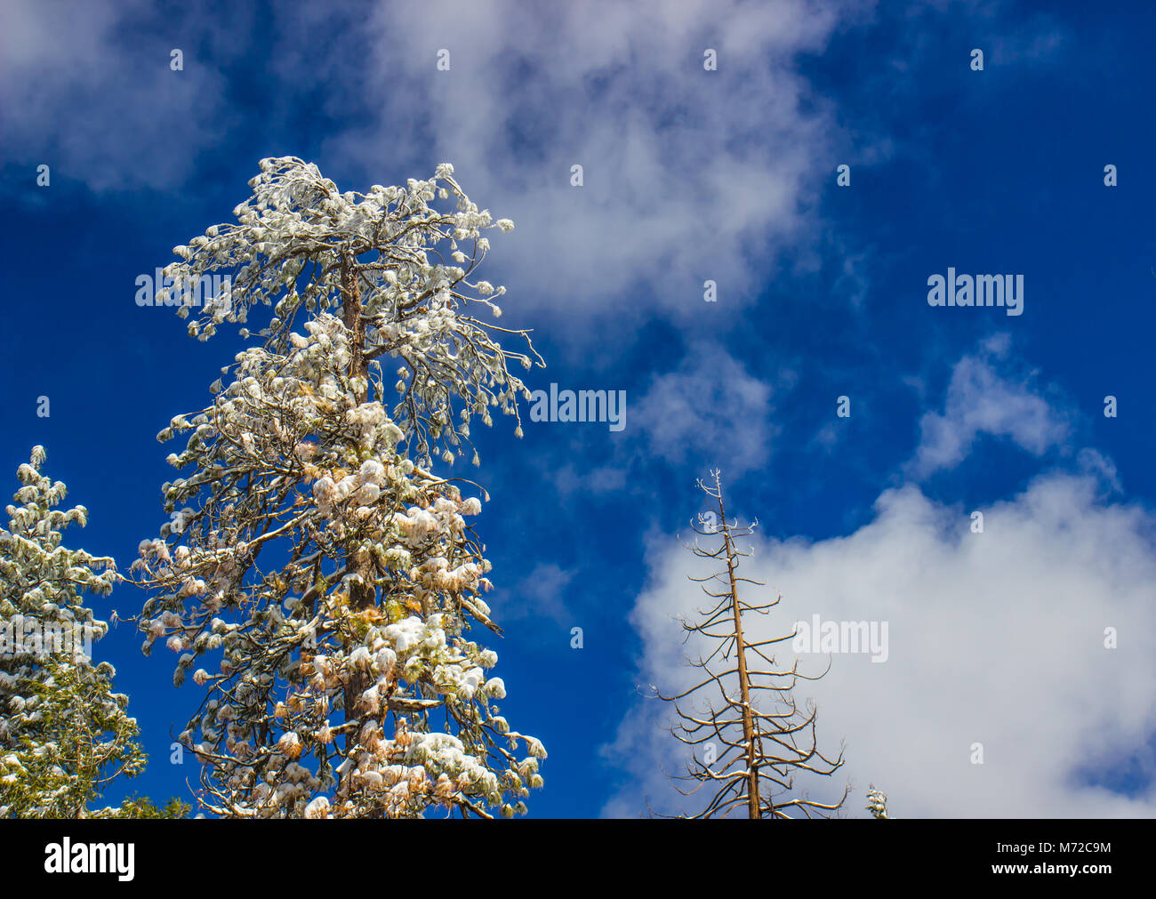 Snow Covered Tree Tops With Blue Sky Background Stock Photo - Alamy