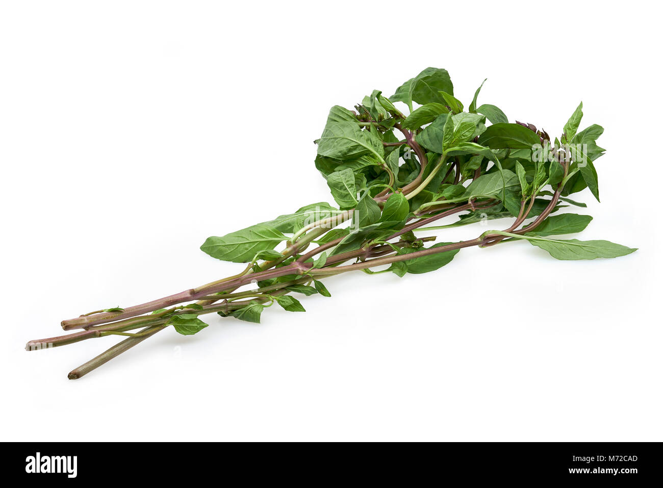 Thai basil isolated on white background Stock Photo - Alamy