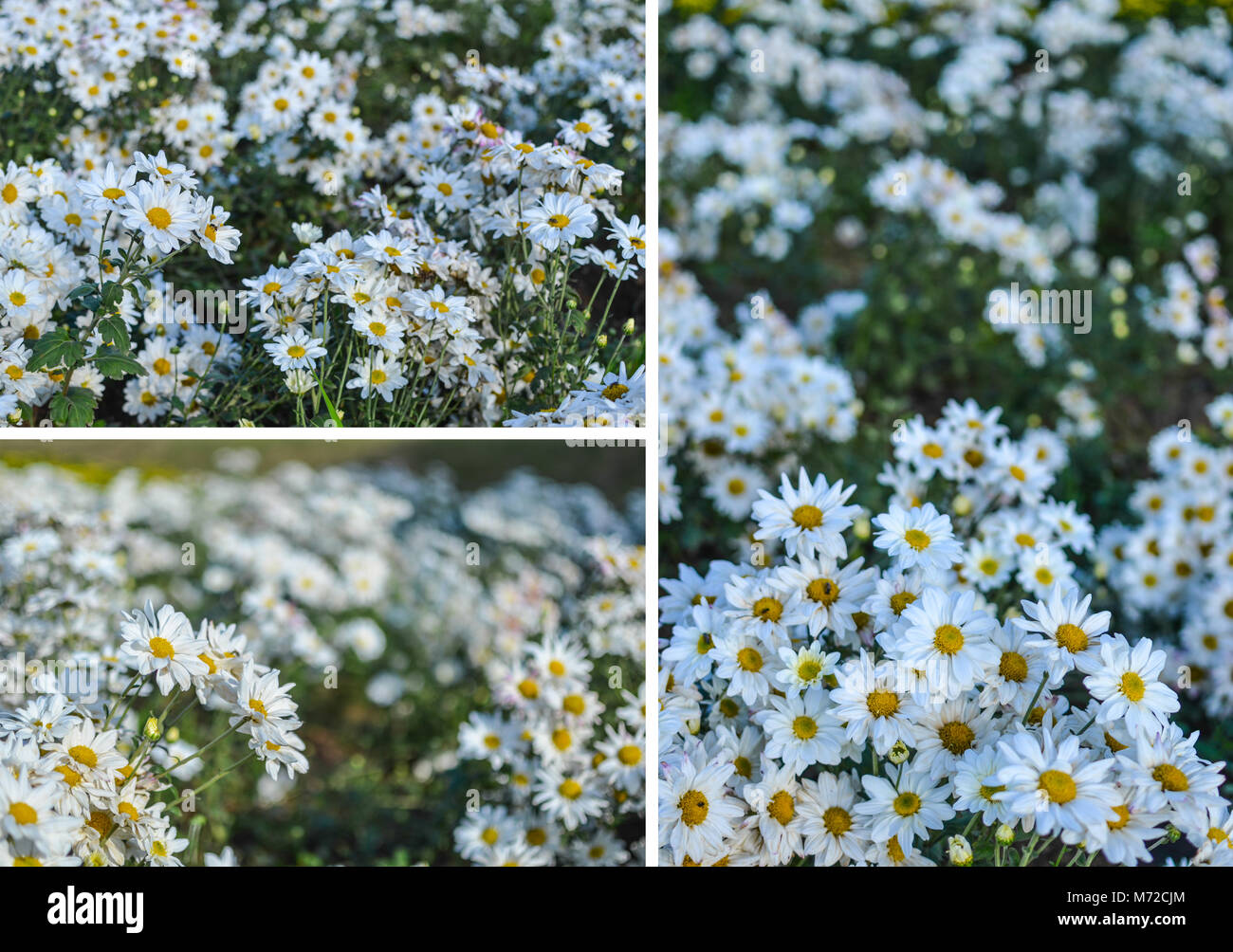 Abstract background of white flowers Stock Photo - Alamy