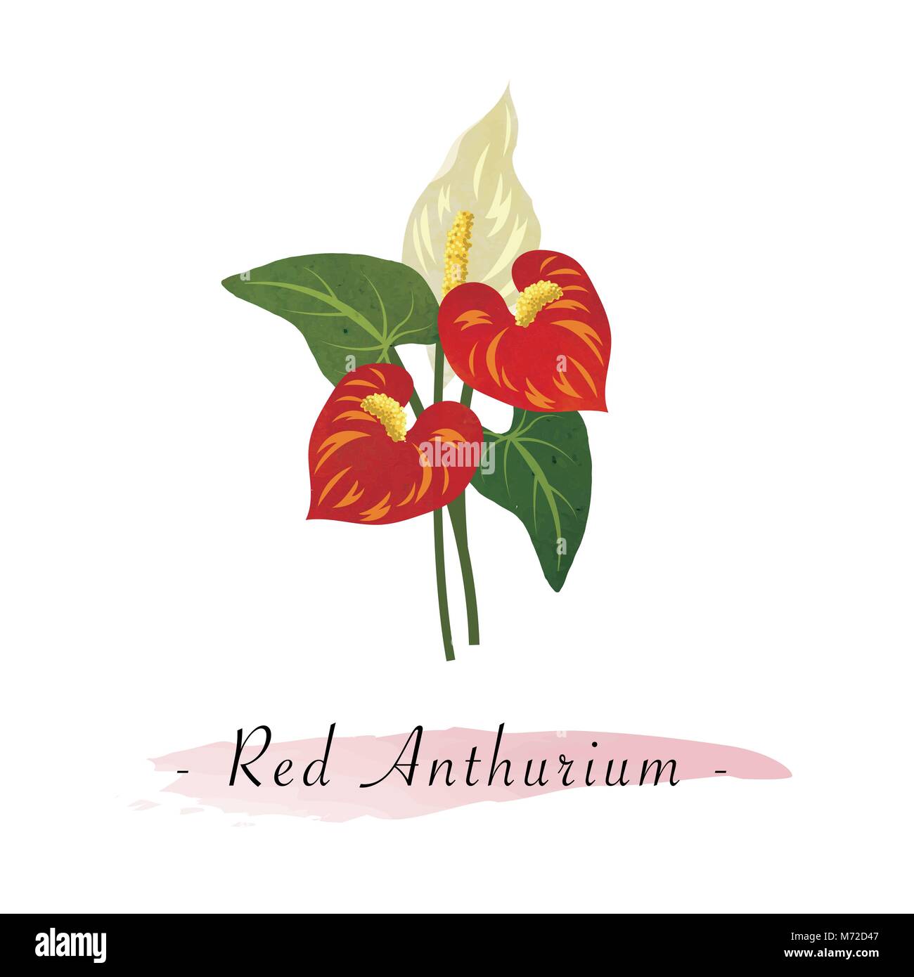 Anthurium vector vectors hi-res stock photography and images - Alamy