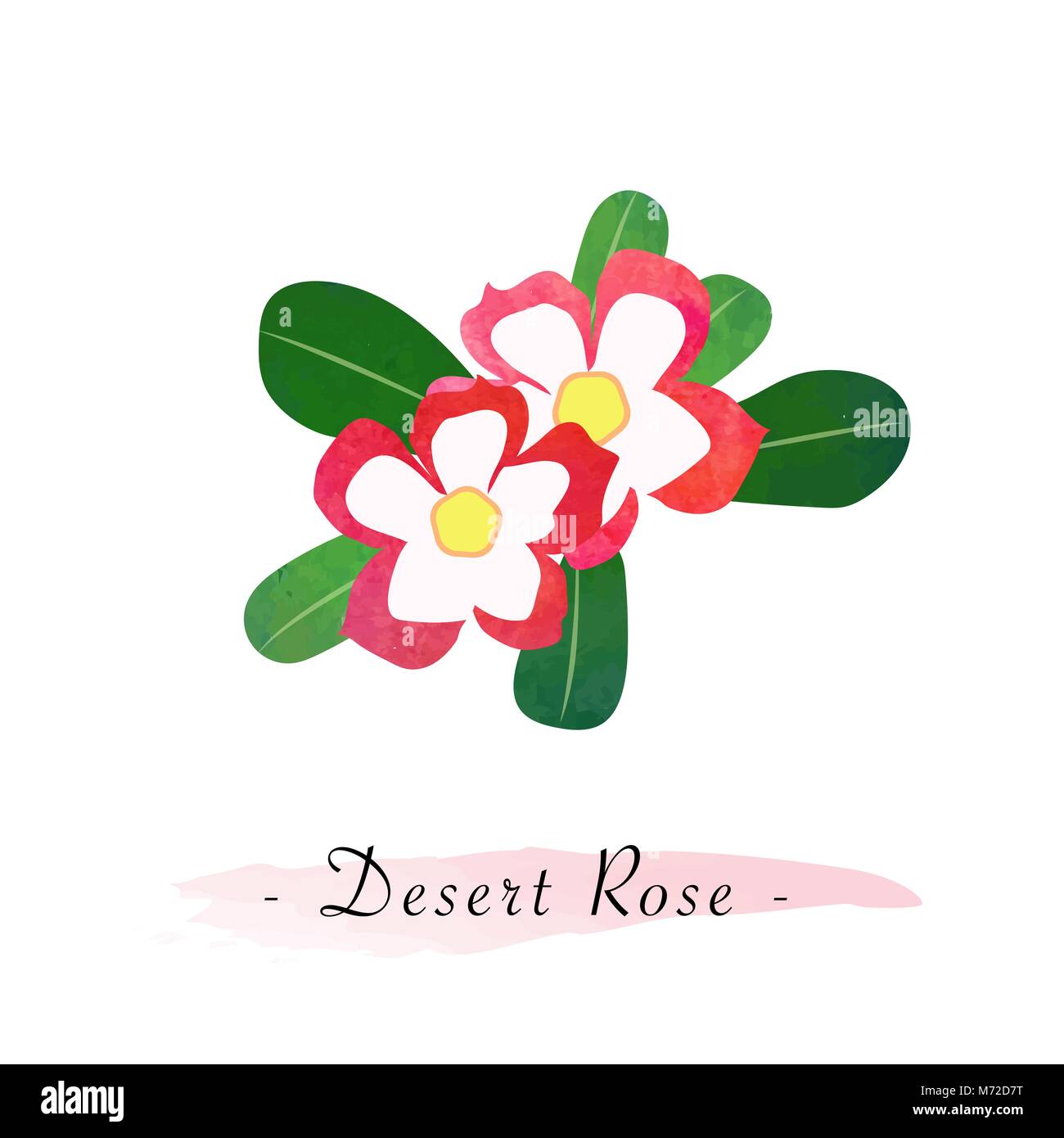 Impala lily flower Stock Vector Images - Alamy