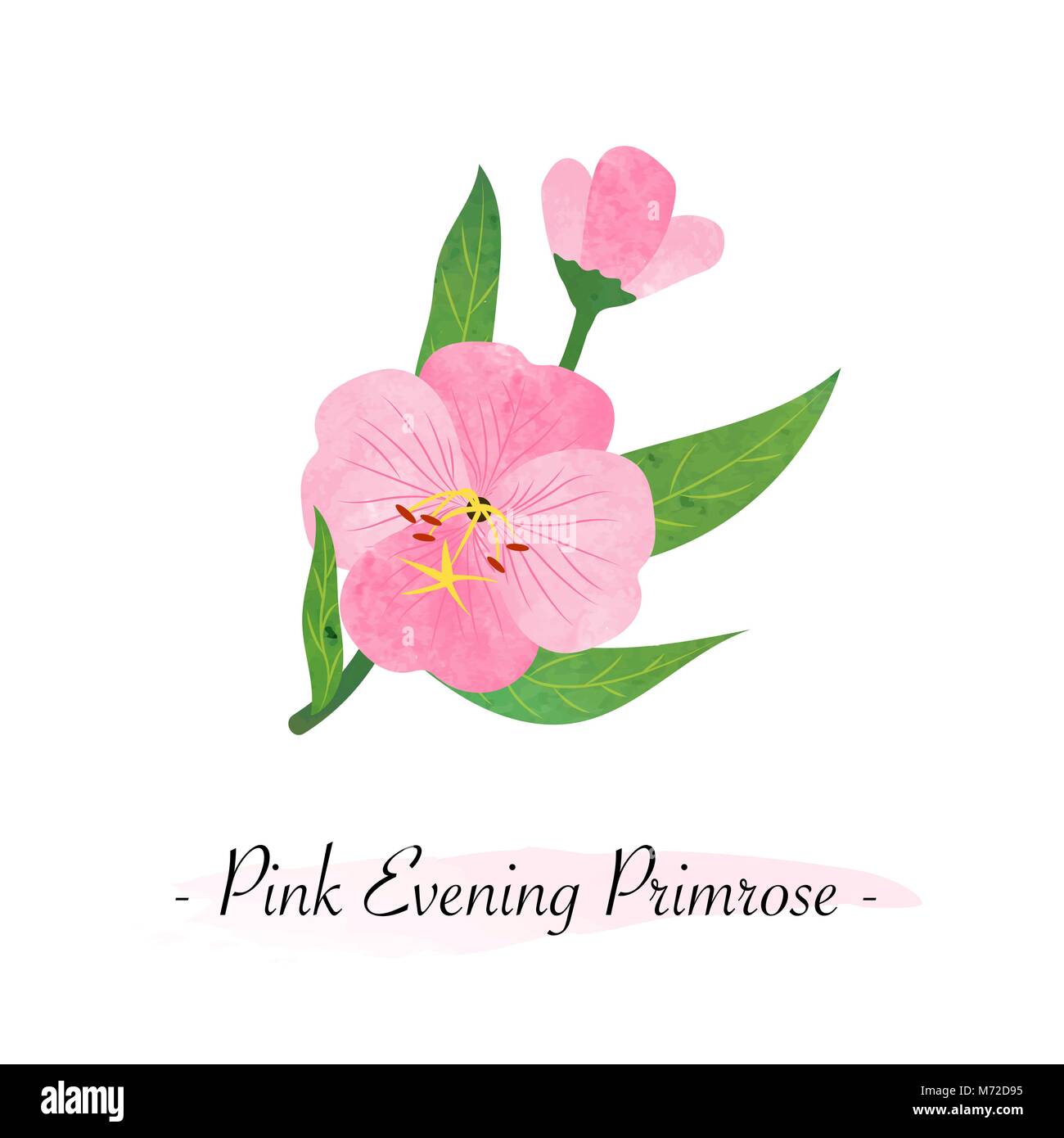 Pink Evening Primrose Drawing