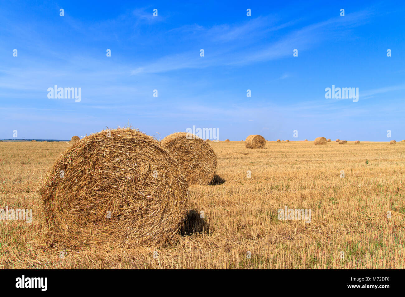 Golden straw stubble field in autumn Stock Photo - Alamy