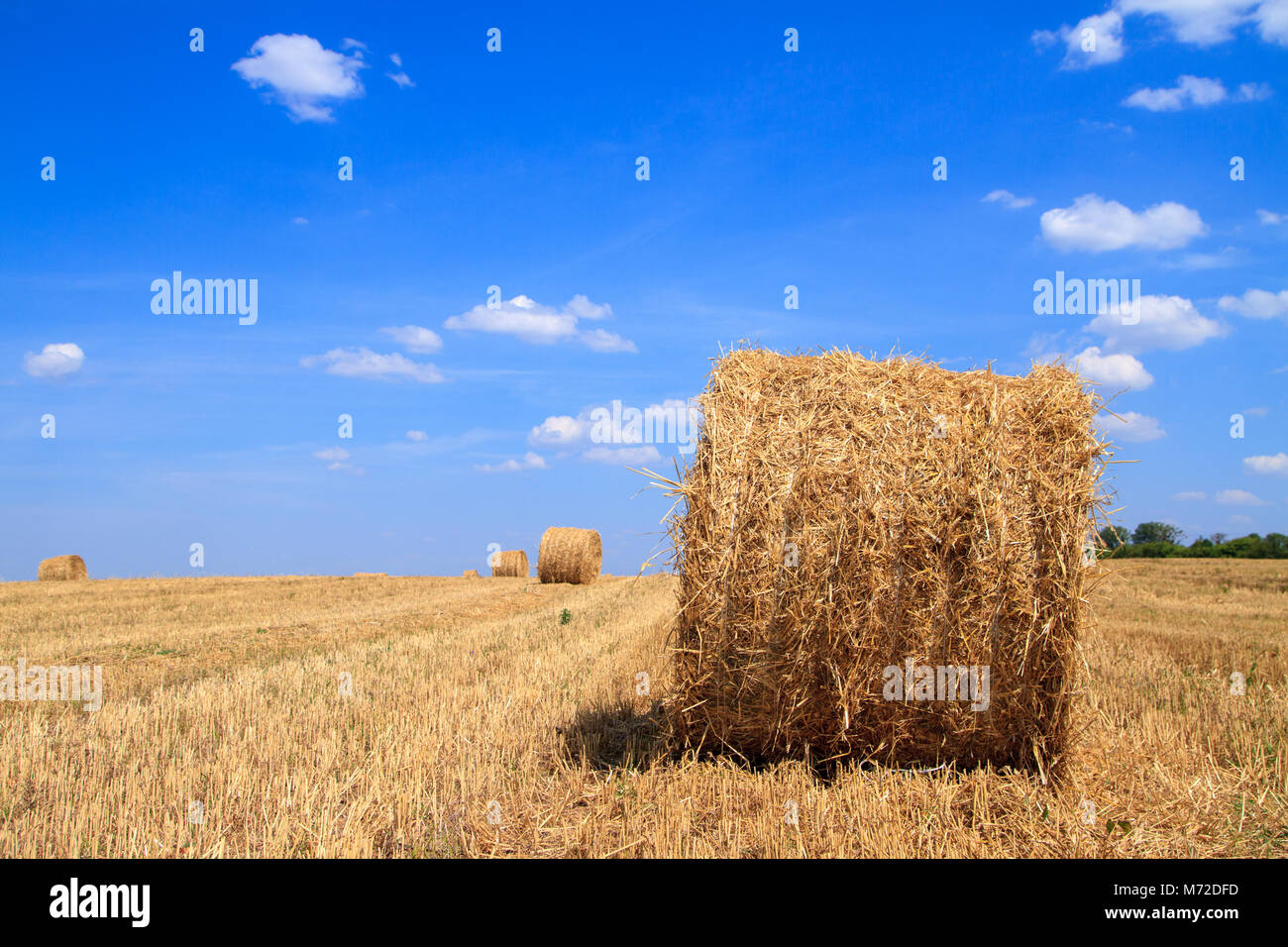 Golden straw stubble field in autumn Stock Photo - Alamy