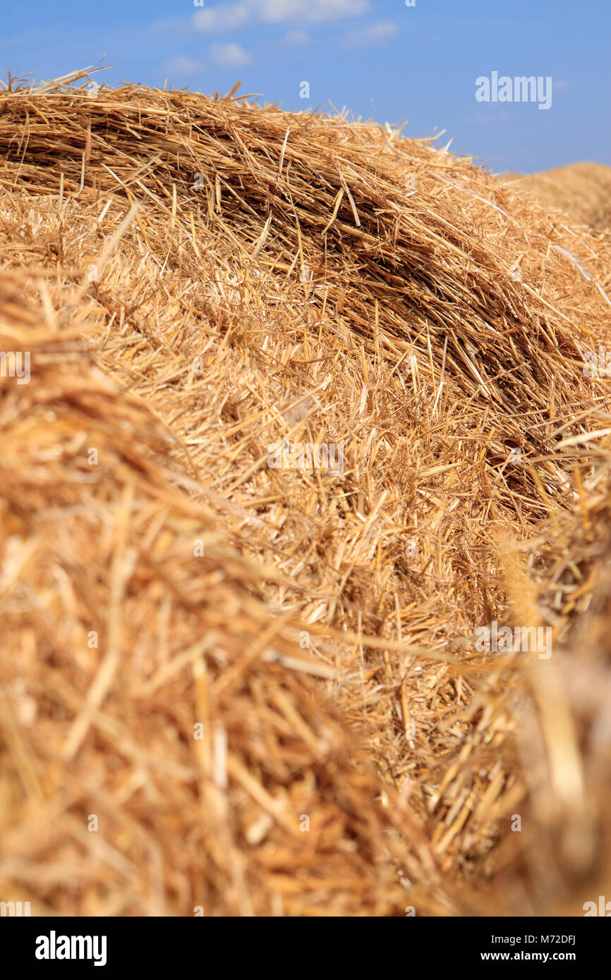 Golden straw stubble field in autumn Stock Photo - Alamy