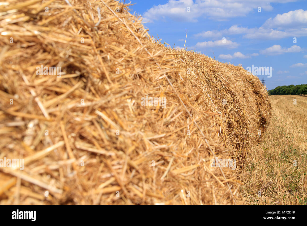 Golden straw stubble field in autumn Stock Photo - Alamy