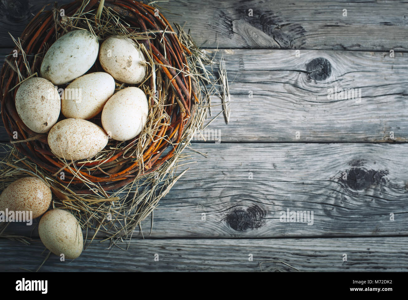 Goose eggs against a dark background. Easter still life Stock Photo - Alamy