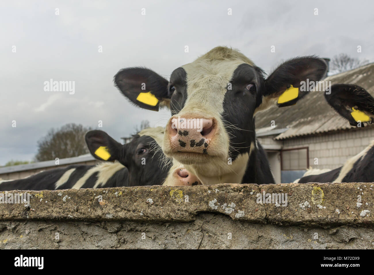 The head of a heifer, with yellow identification tags in their ears ...