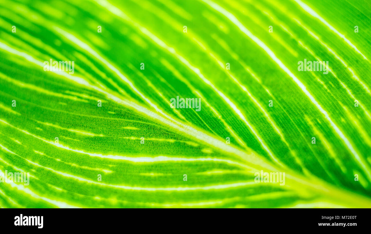 Delicate bone structure hi-res stock photography and images - Alamy