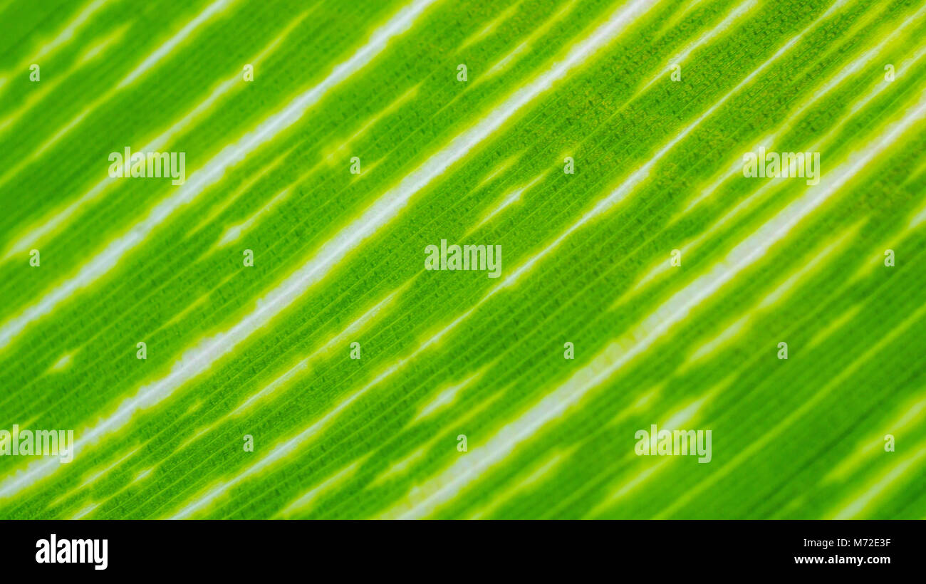 Delicate bone structure hi-res stock photography and images - Alamy