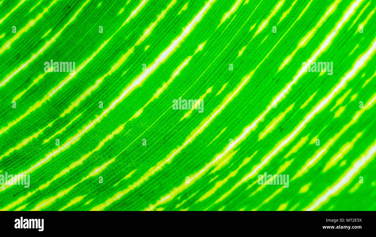 Delicate bone structure hi-res stock photography and images - Alamy