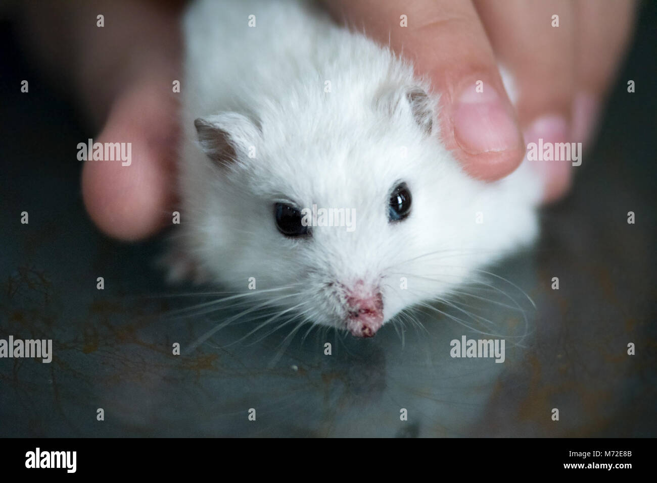 Funny White Mouse