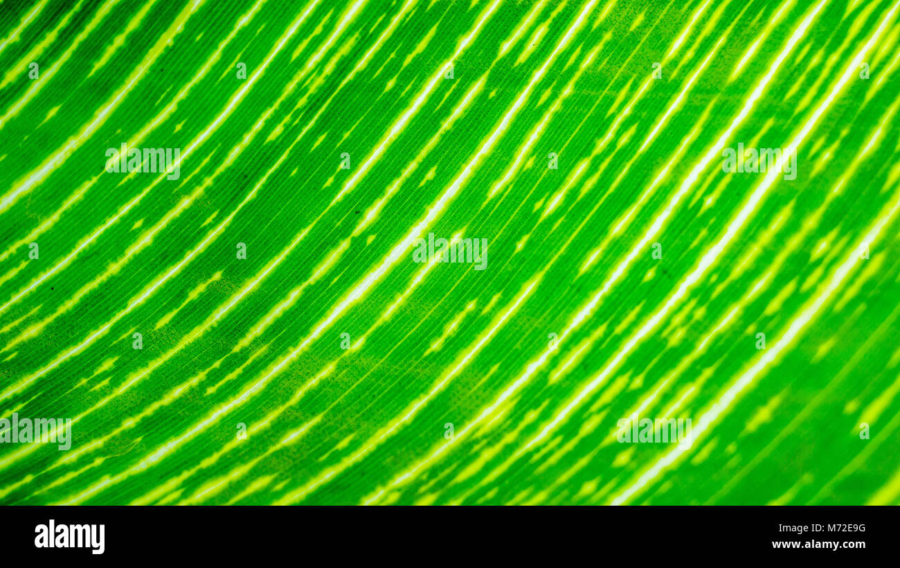 Delicate bone structure hi-res stock photography and images - Alamy