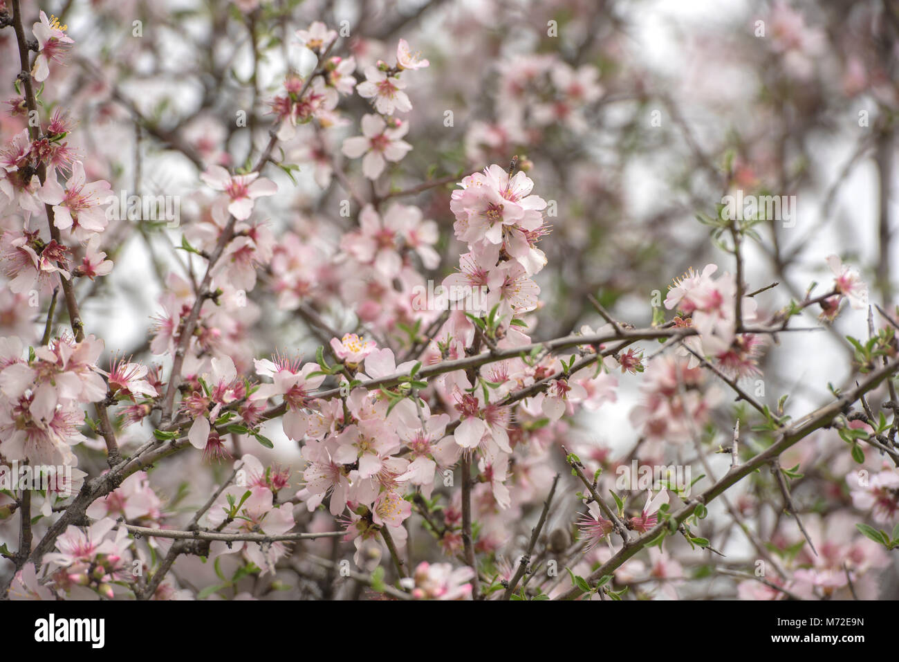 Blooming tree at spring, fresh pink flowers on the branch of fruit tree ...