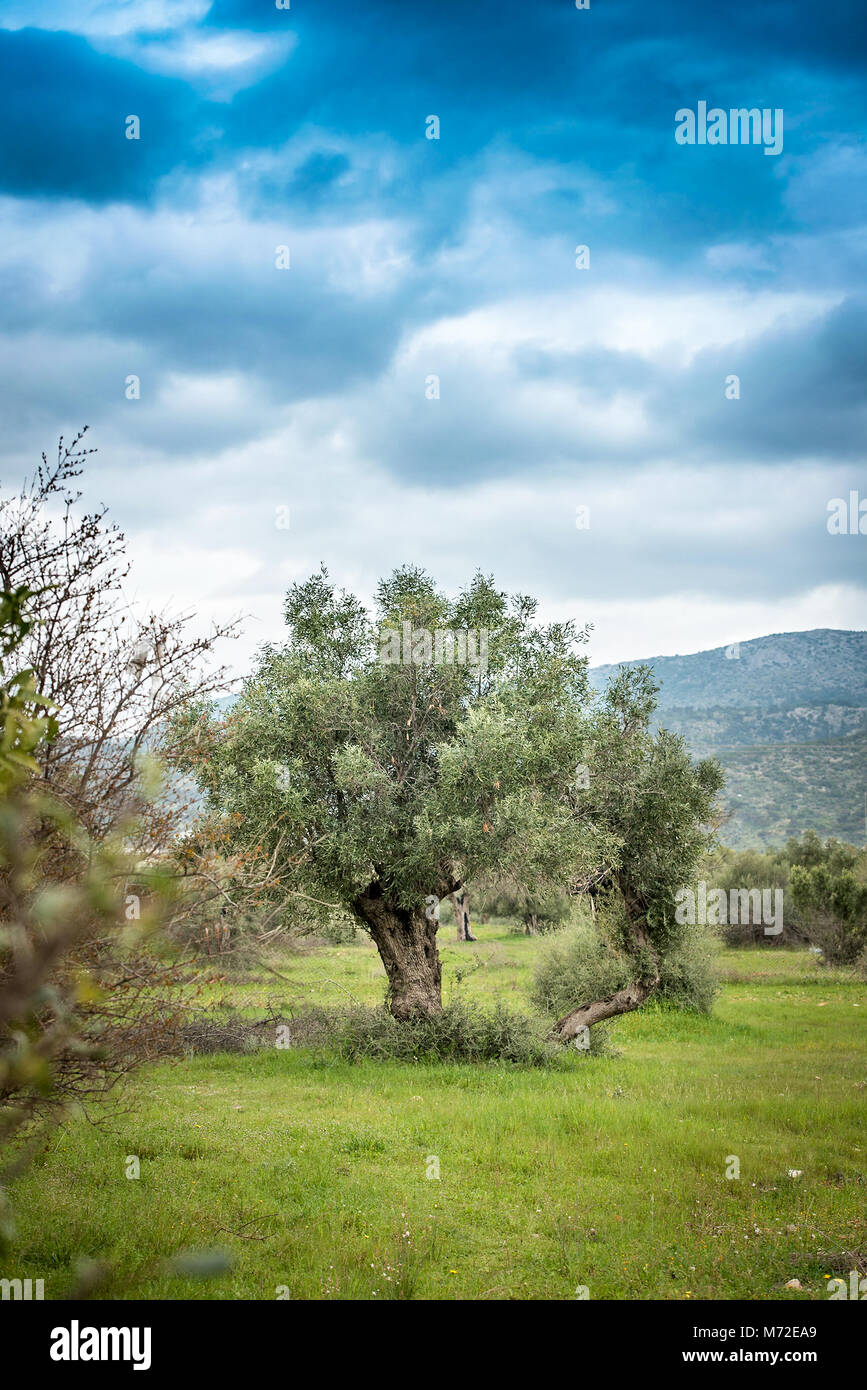 Landscape with Olive Trees. Mediterranean olive field with olive tree ...