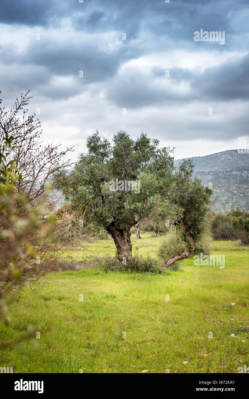 Landscape with Olive Trees. Mediterranean olive field with olive tree ...