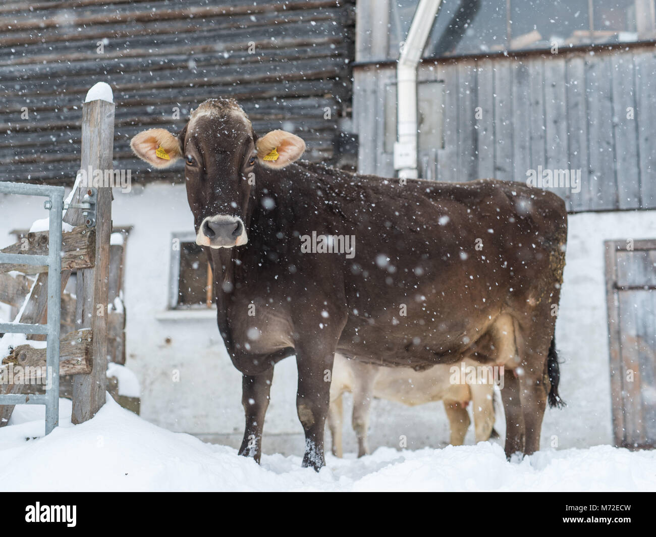 Brown swiss snow 22 Stock Photo - Alamy